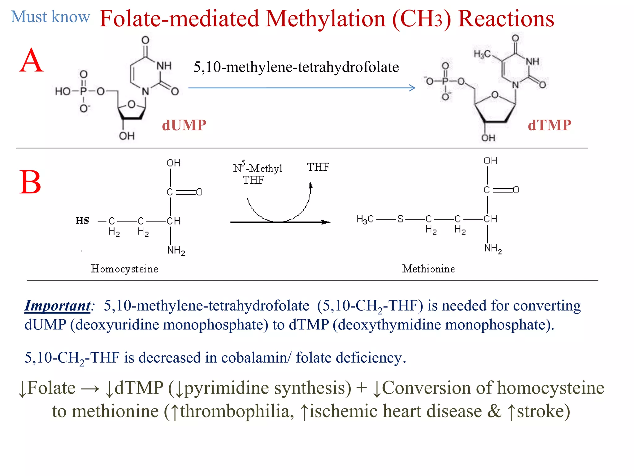 4 macrocytic anemia.ppt