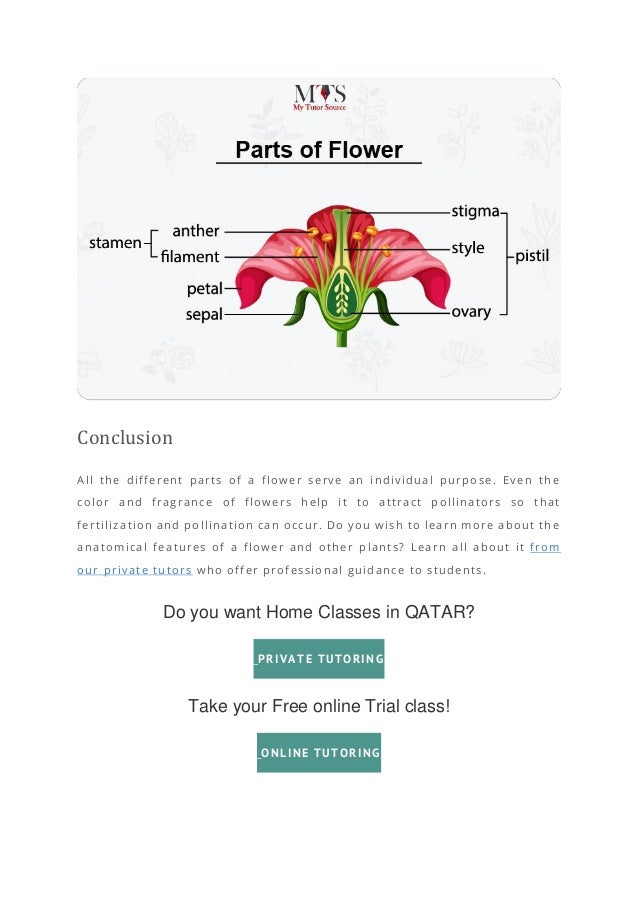 4 main parts of a flower and their functions | PDF | Infertility ...