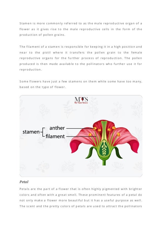 4 main parts of a flower and their functions | PDF