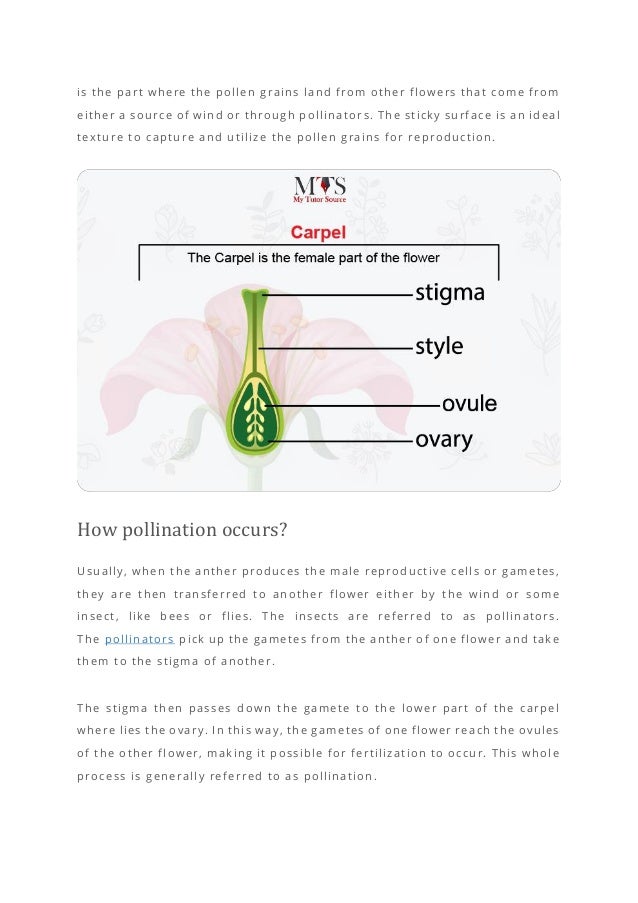 4 main parts of a flower and their functions | PDF