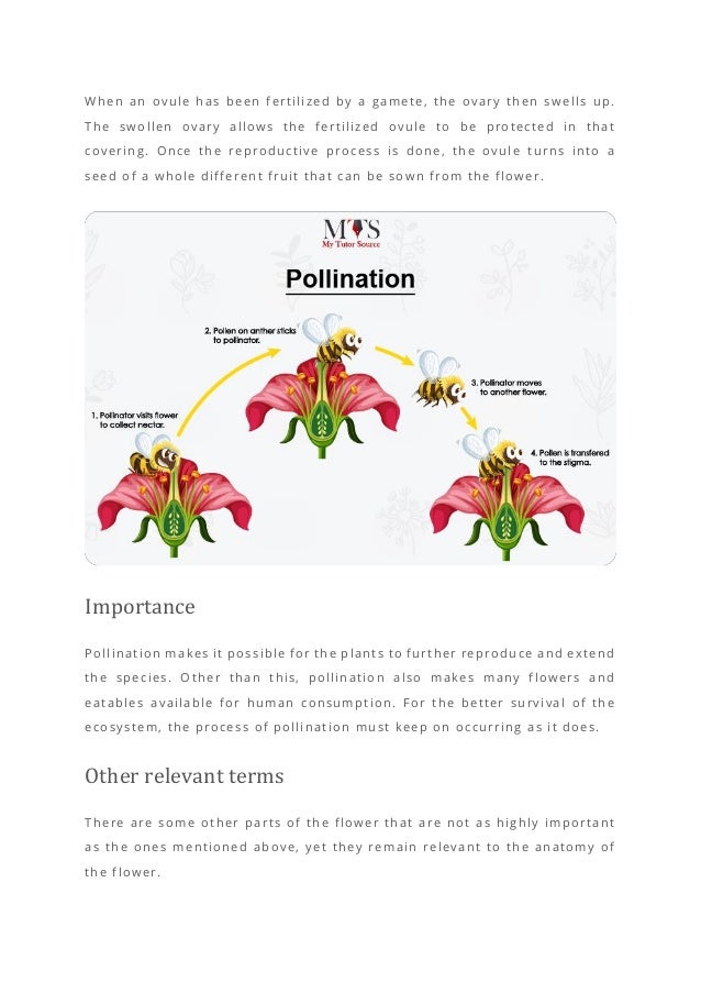 4 main parts of a flower and their functions | PDF | Infertility ...