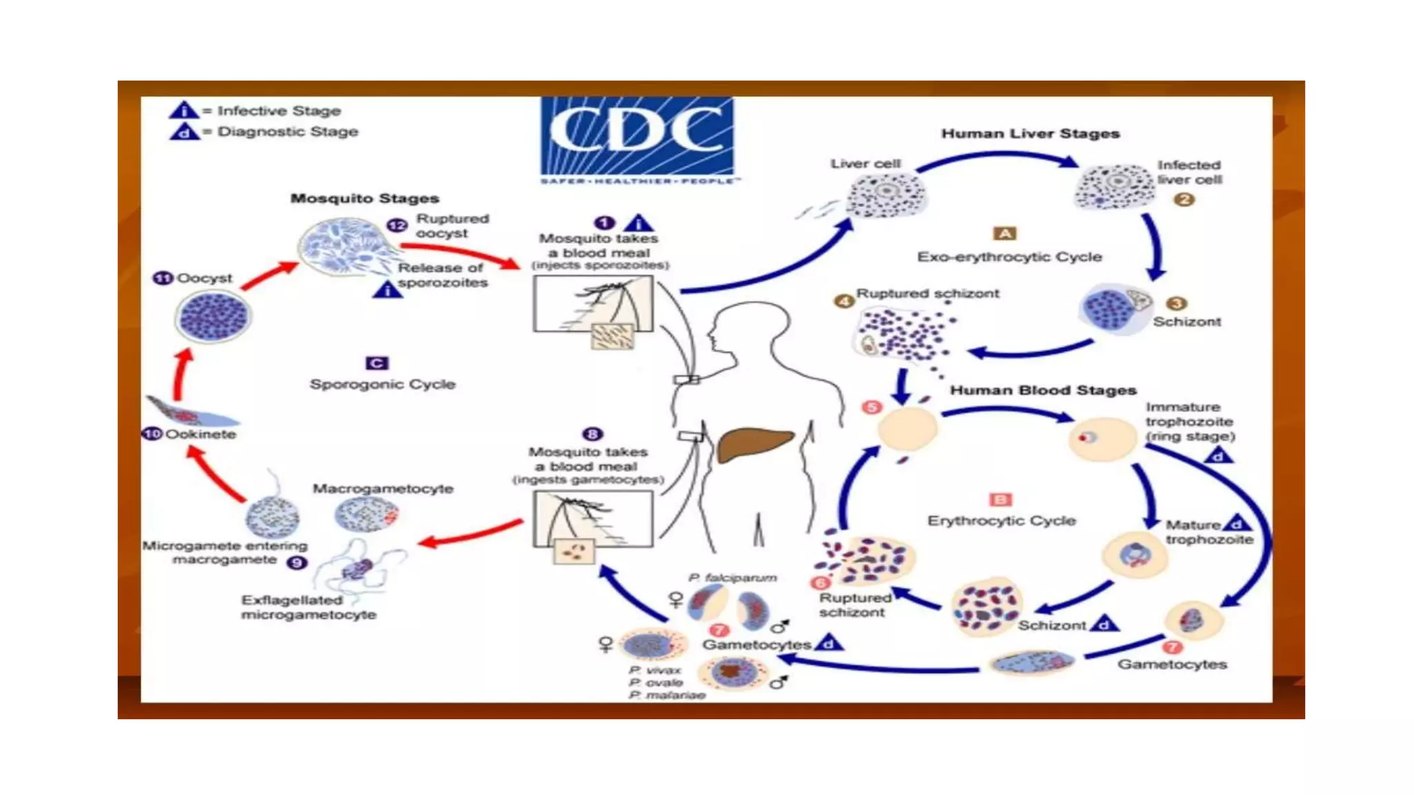 4) MALARIA.pptx