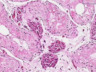 4 Male Genital Tract | PPTX