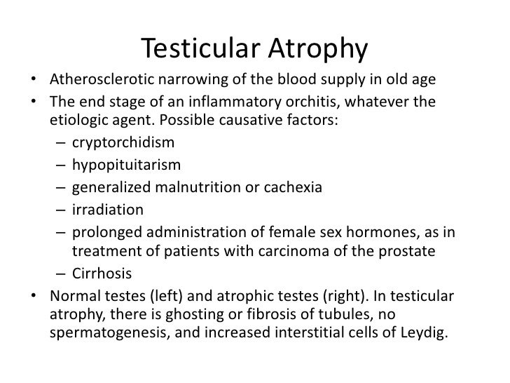 4 Male Genital Tract