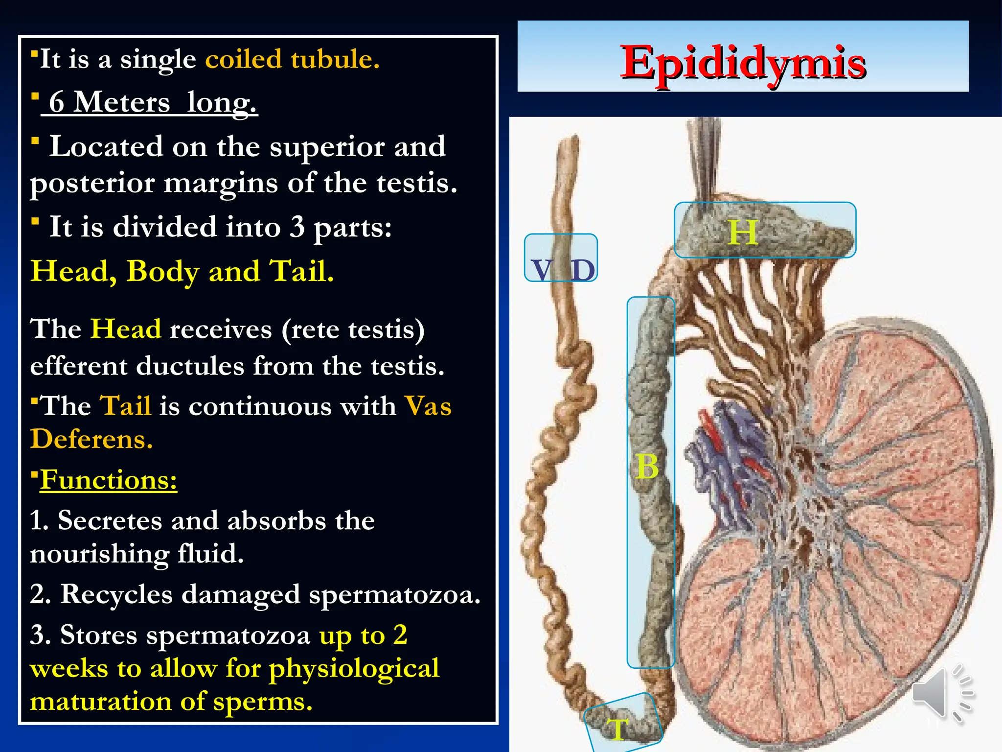 4) Male Reproductive System.PPT anatomy and | PPT