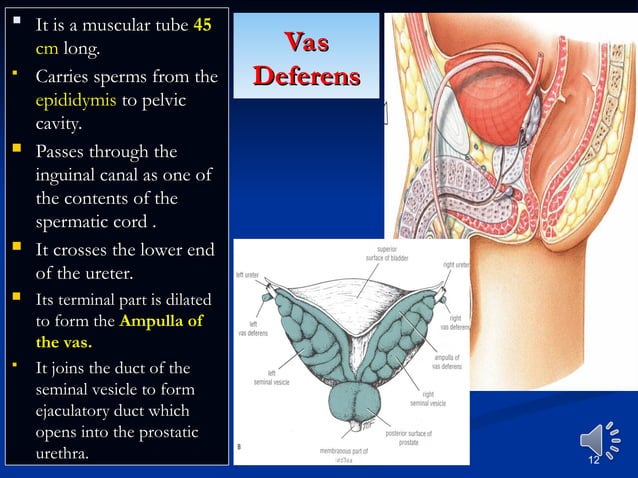 4) Male Reproductive System.PPT anatomy and | PPT