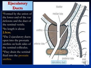 4) Male Reproductive System.PPT anatomy and | PPT