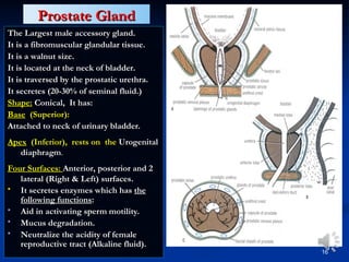 4) Male Reproductive System.PPT anatomy and | PPT