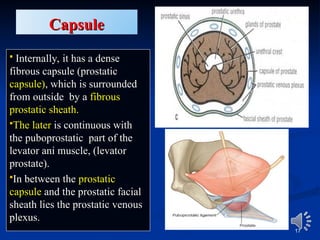 4) Male Reproductive System.PPT anatomy and | PPT