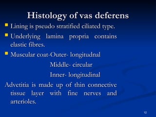 4) Male Reproductive System with prostate gland.ppt
