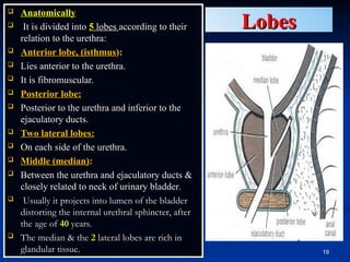 4) Male Reproductive System with prostate gland.ppt