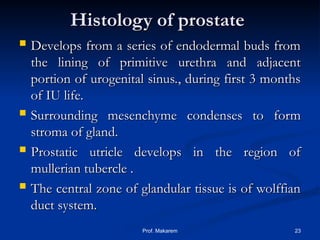 4) Male Reproductive System with prostate gland.ppt