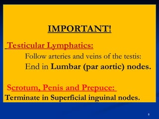 4) Male Reproductive System with prostate gland.ppt