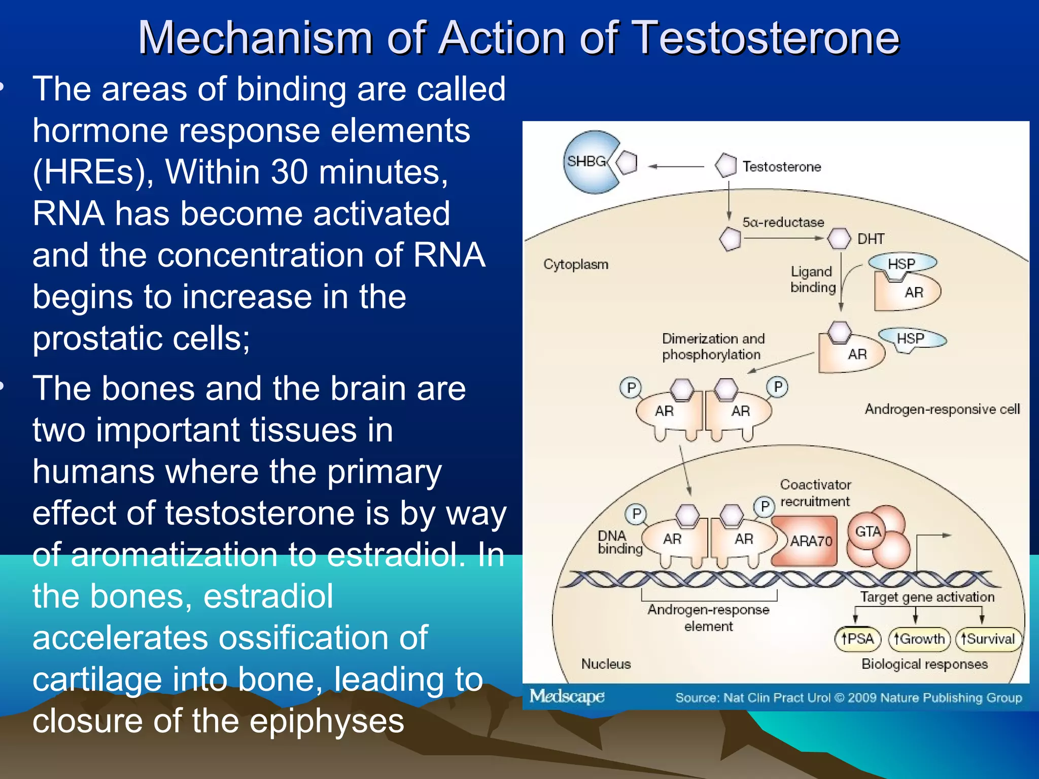 4 mechanism of action of testosteron | PPT