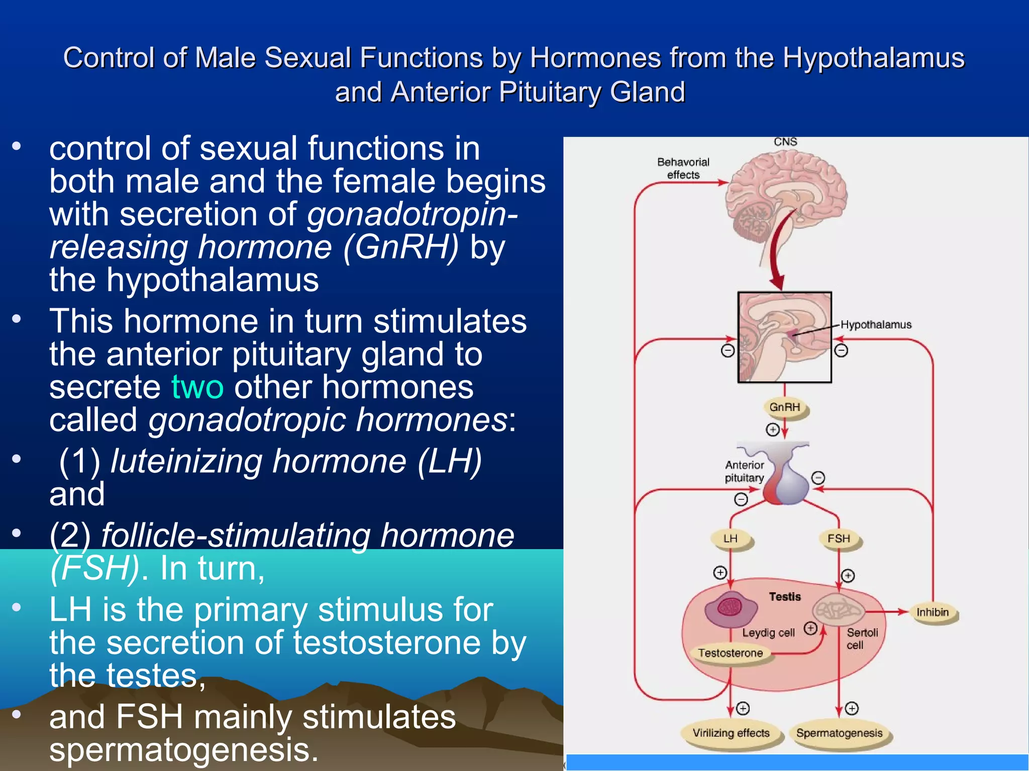 4 mechanism of action of testosteron | PPT