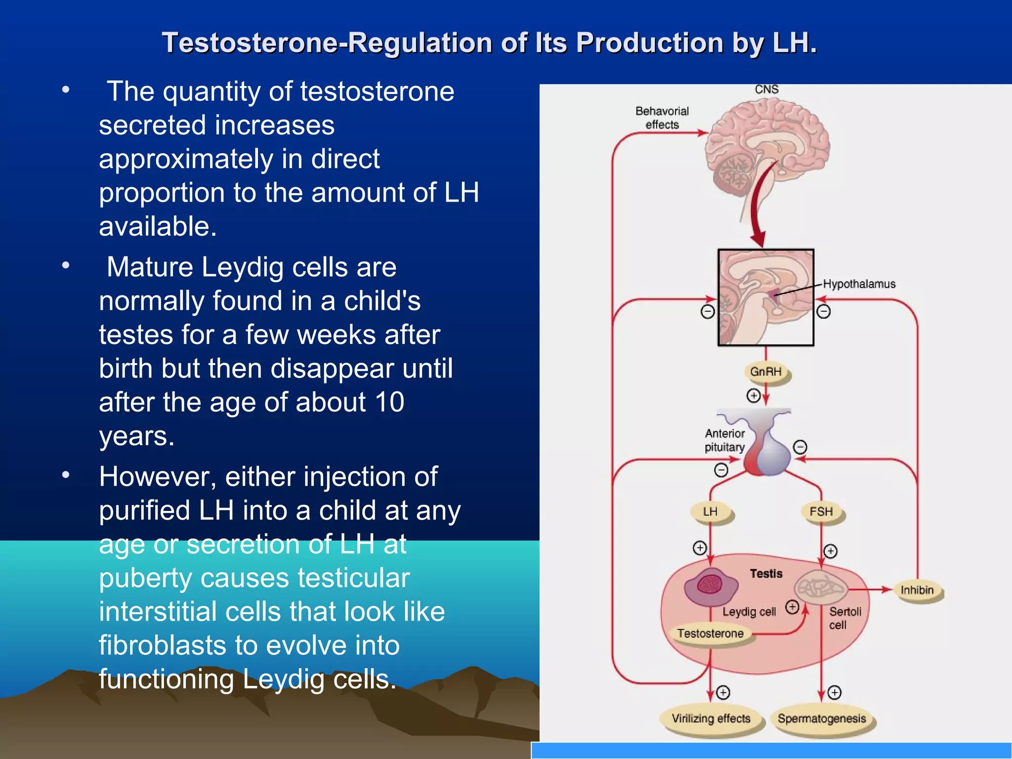 4 mechanism of action of testosteron | PPT