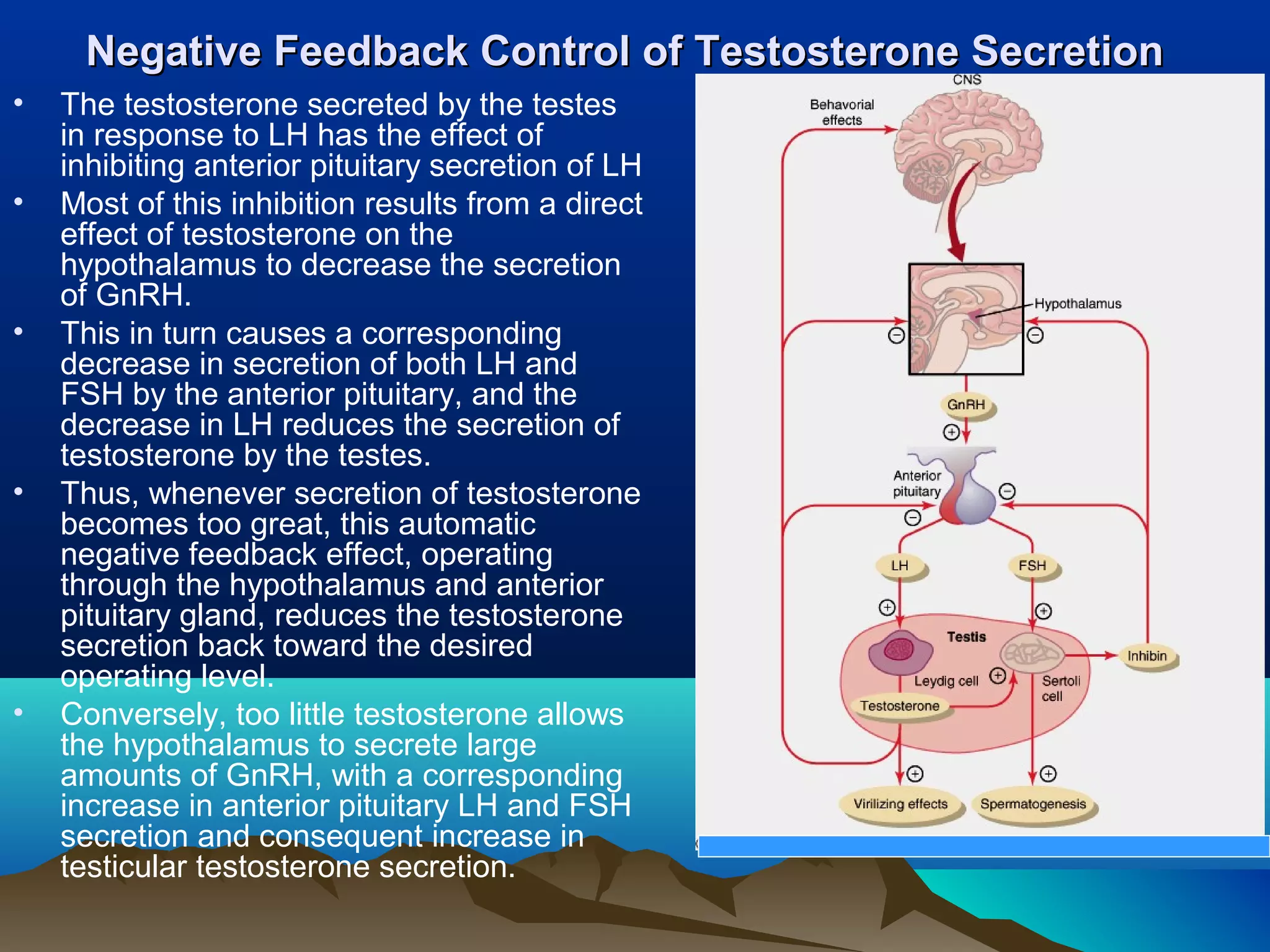 4 mechanism of action of testosteron | PPT