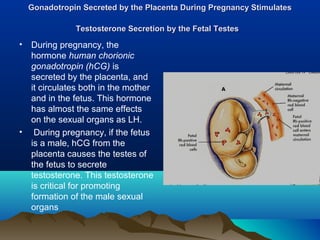 4 mechanism of action of testosteron | PPT