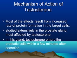 4 mechanism of action of testosteron | PPT