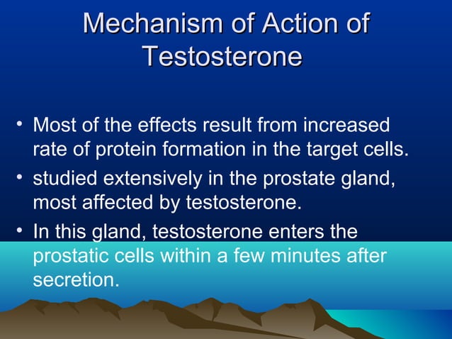 4 mechanism of action of testosteron | PPT