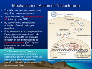4 mechanism of action of testosteron | PPT