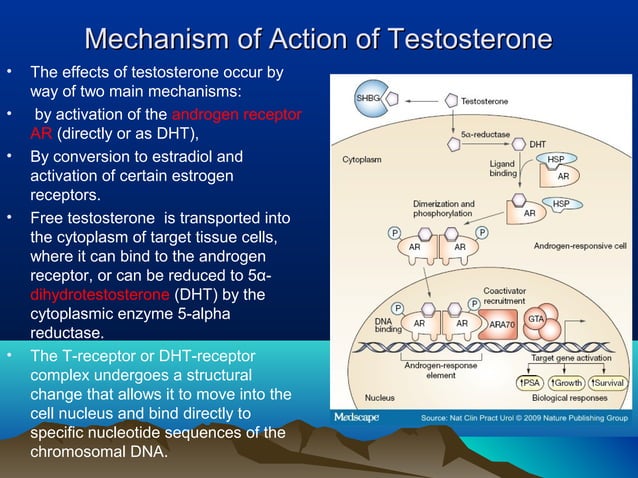 4 mechanism of action of testosteron | PPT