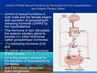 4 mechanism of action of testosteron | PPT
