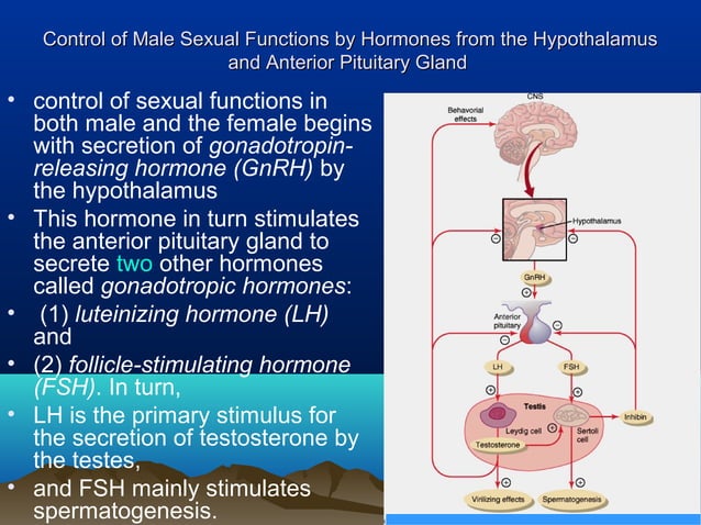 4 mechanism of action of testosteron | PPT