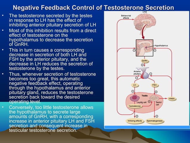 4 mechanism of action of testosteron | PPT