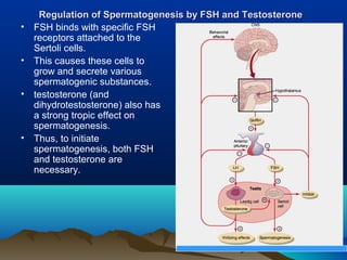 4 mechanism of action of testosteron | PPT
