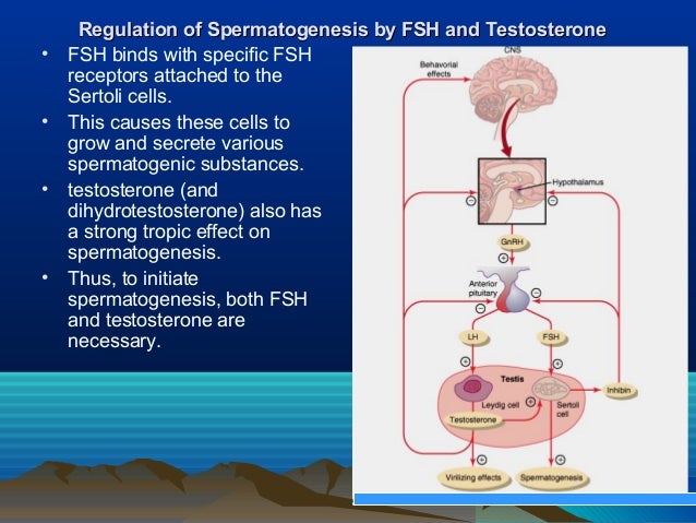4 mechanism of action of testosteron