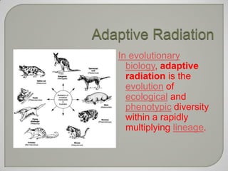 4 mechanisms for evolution 2012 | PPT