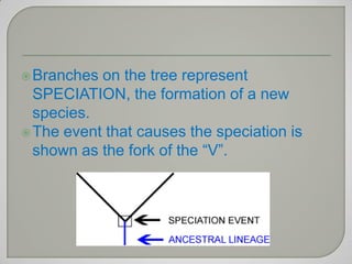 4 mechanisms for evolution 2012 | PPTX