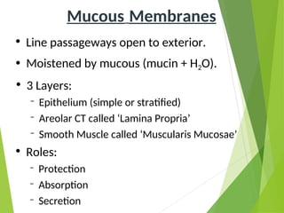#4 Membranes & Fasciae BY DR. SADAKAT BASHIR.ppt