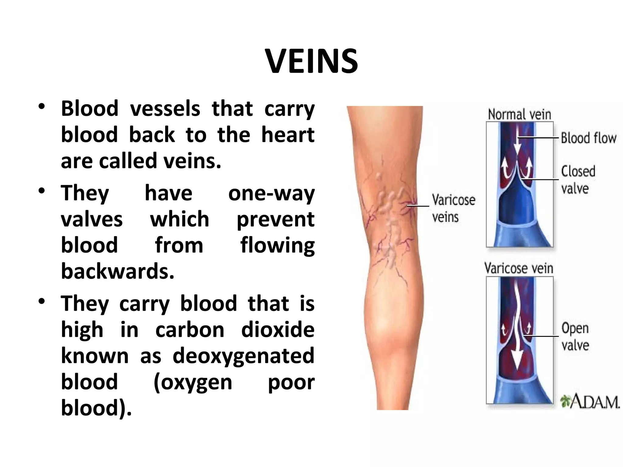 ppt on human circulatory system | PPT