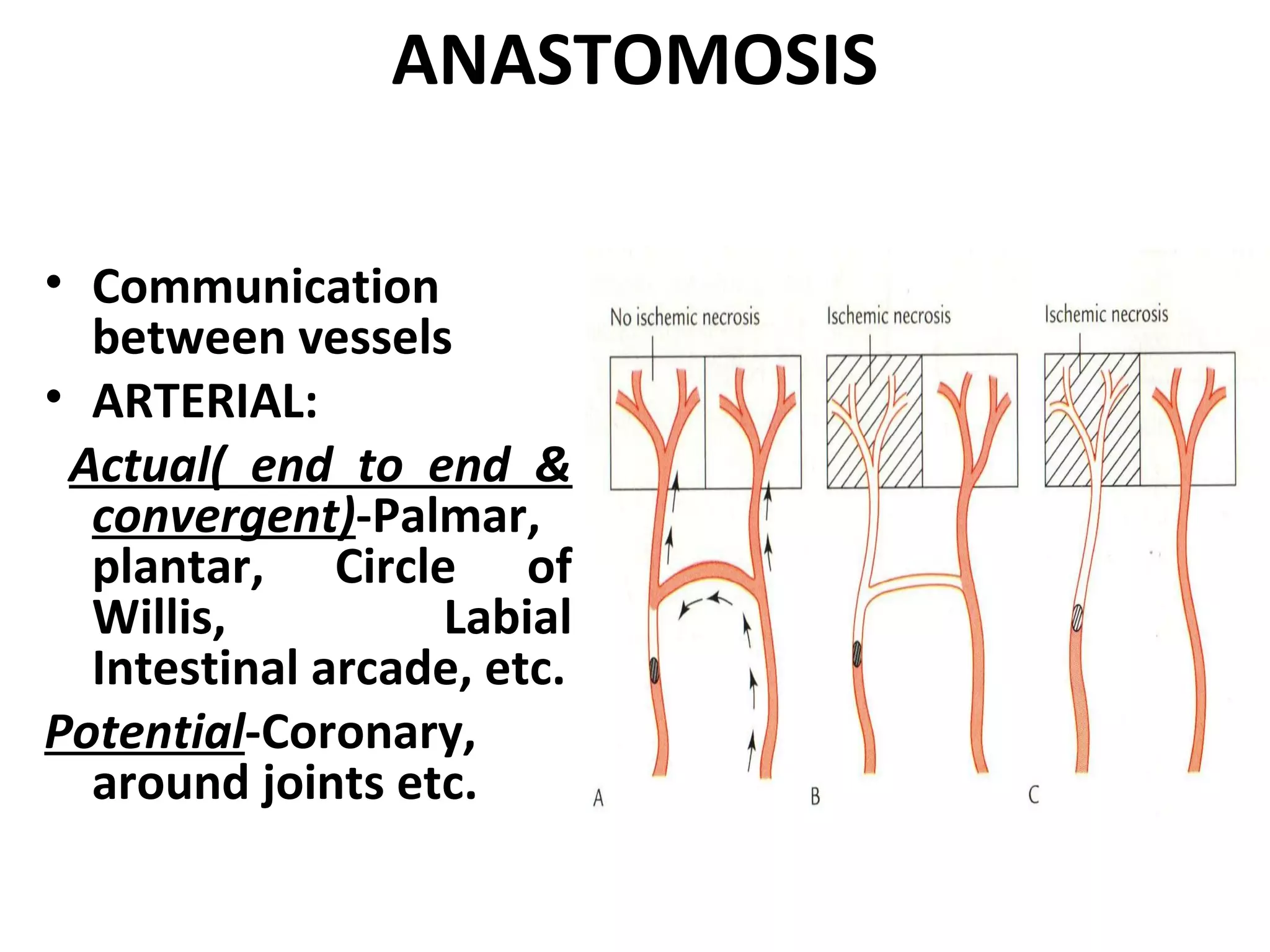 ppt on human circulatory system | PPT