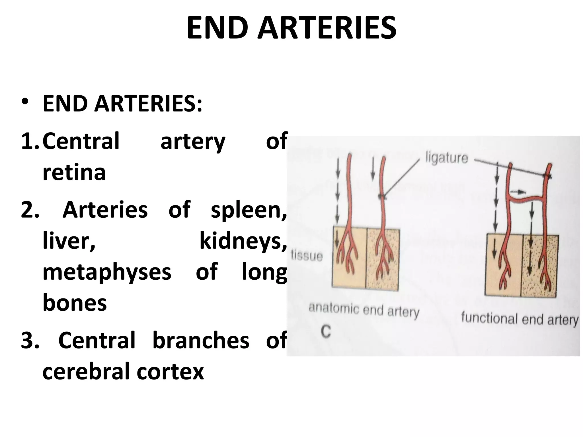 ppt on human circulatory system | PPT