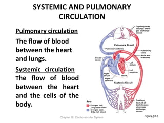 ppt on human circulatory system | PPT