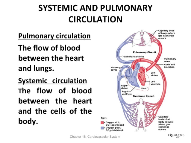 ppt on human circulatory system | PPT | Heart and Cardiovascular ...