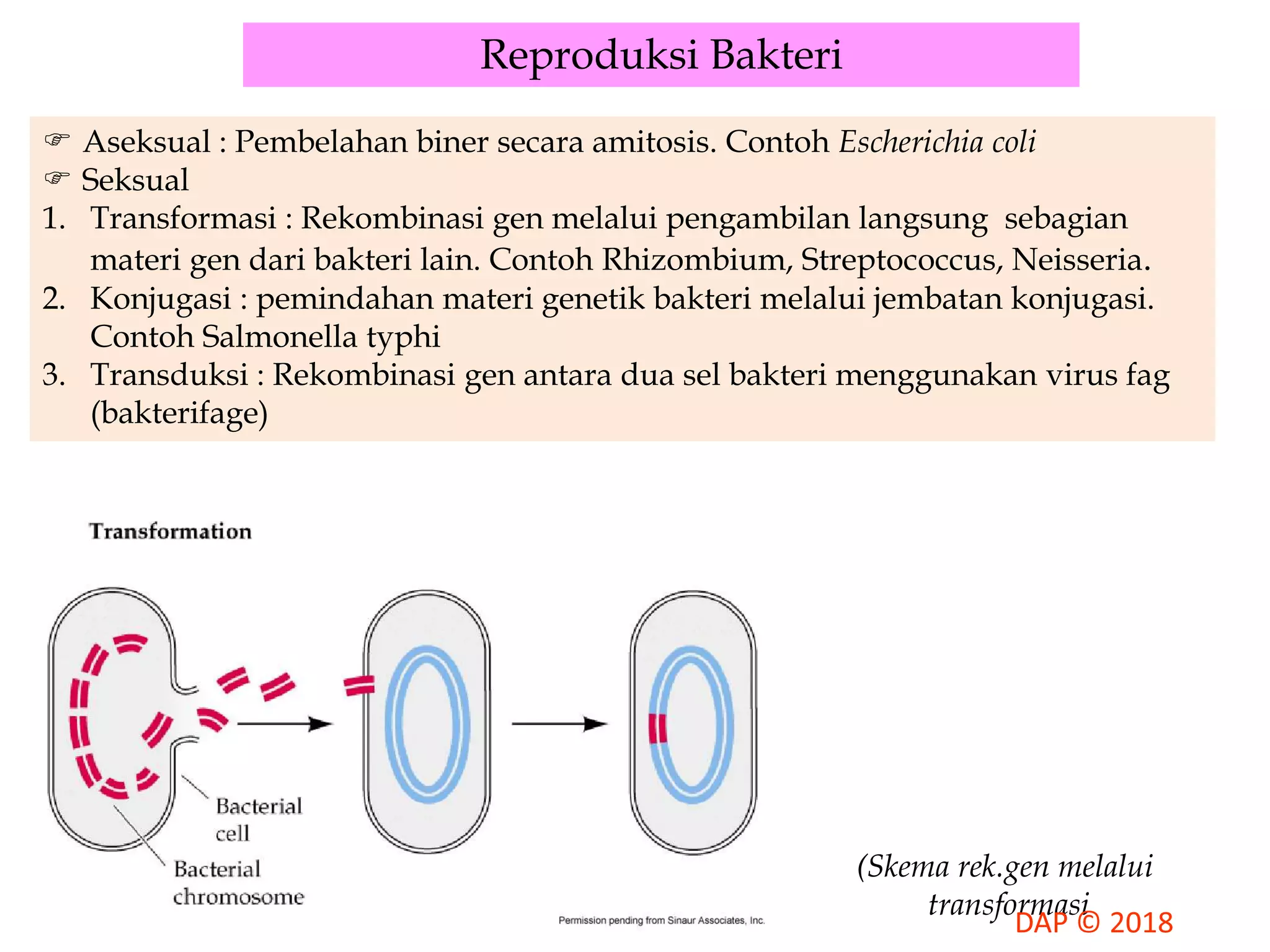 Kingdom Monera | PPT