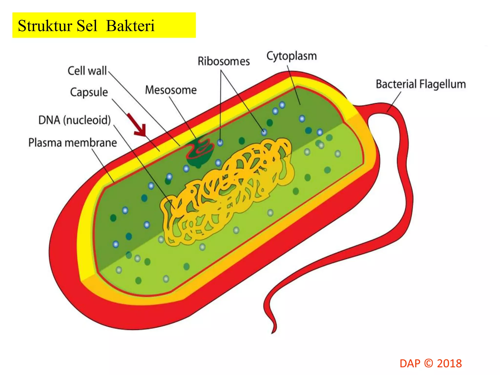 Kingdom Monera | PPTX