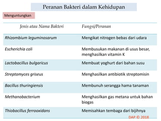 Kingdom Monera | PPTX