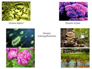 Kingdom Monera Bakteri