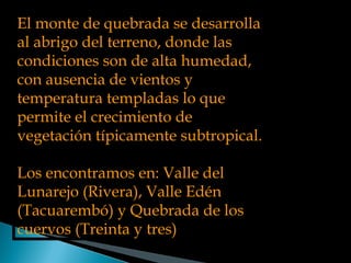 4 monte de quebrada | PPT