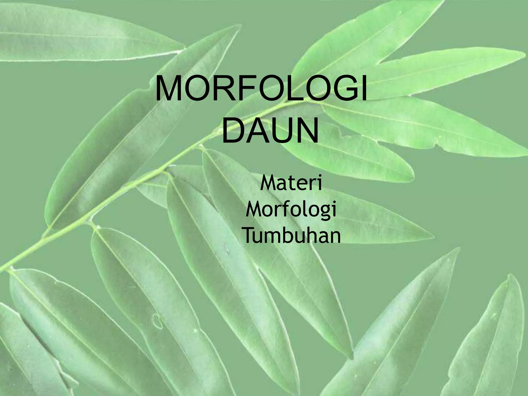 4 Morfologi Daun.pptx