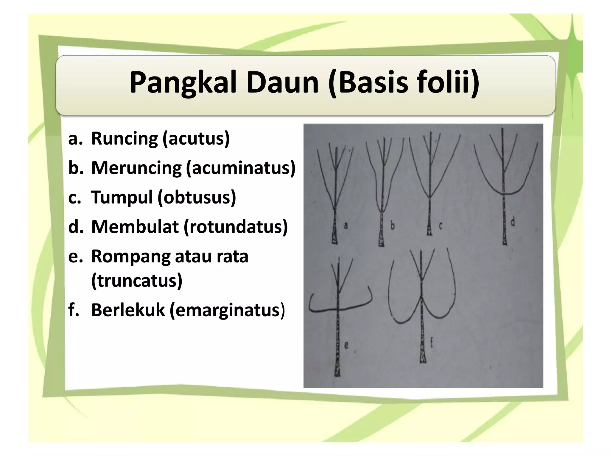4 Morfologi Daun.pptx