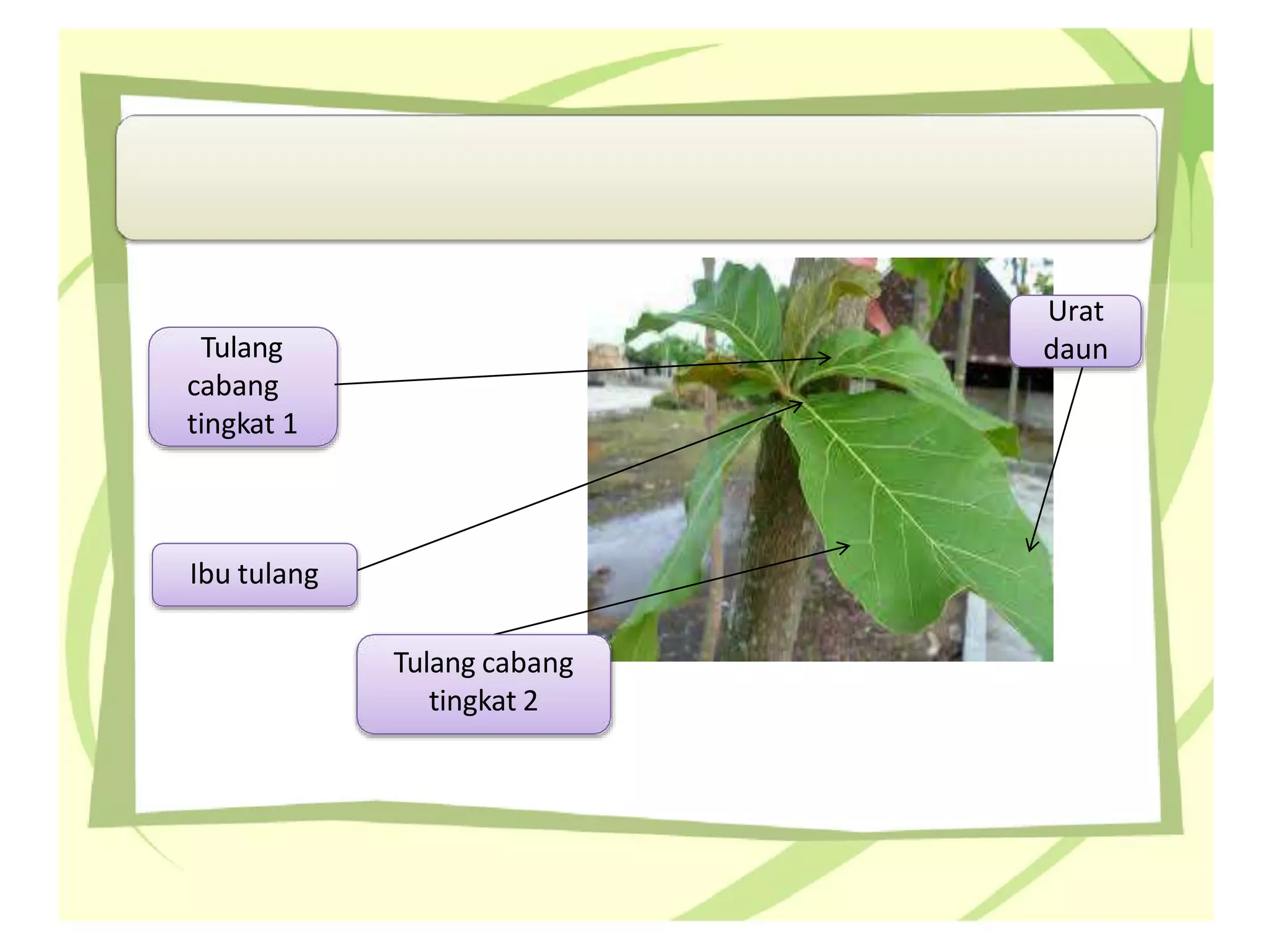 4 Morfologi Daun.pptx