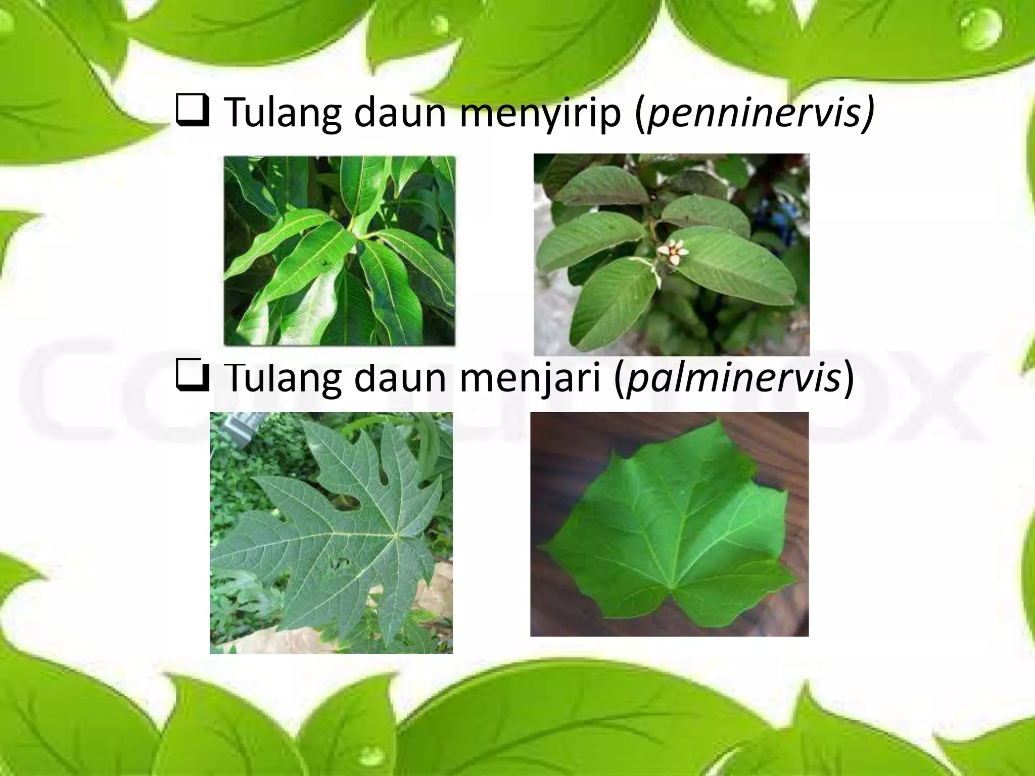 4 Morfologi Daun.pptx