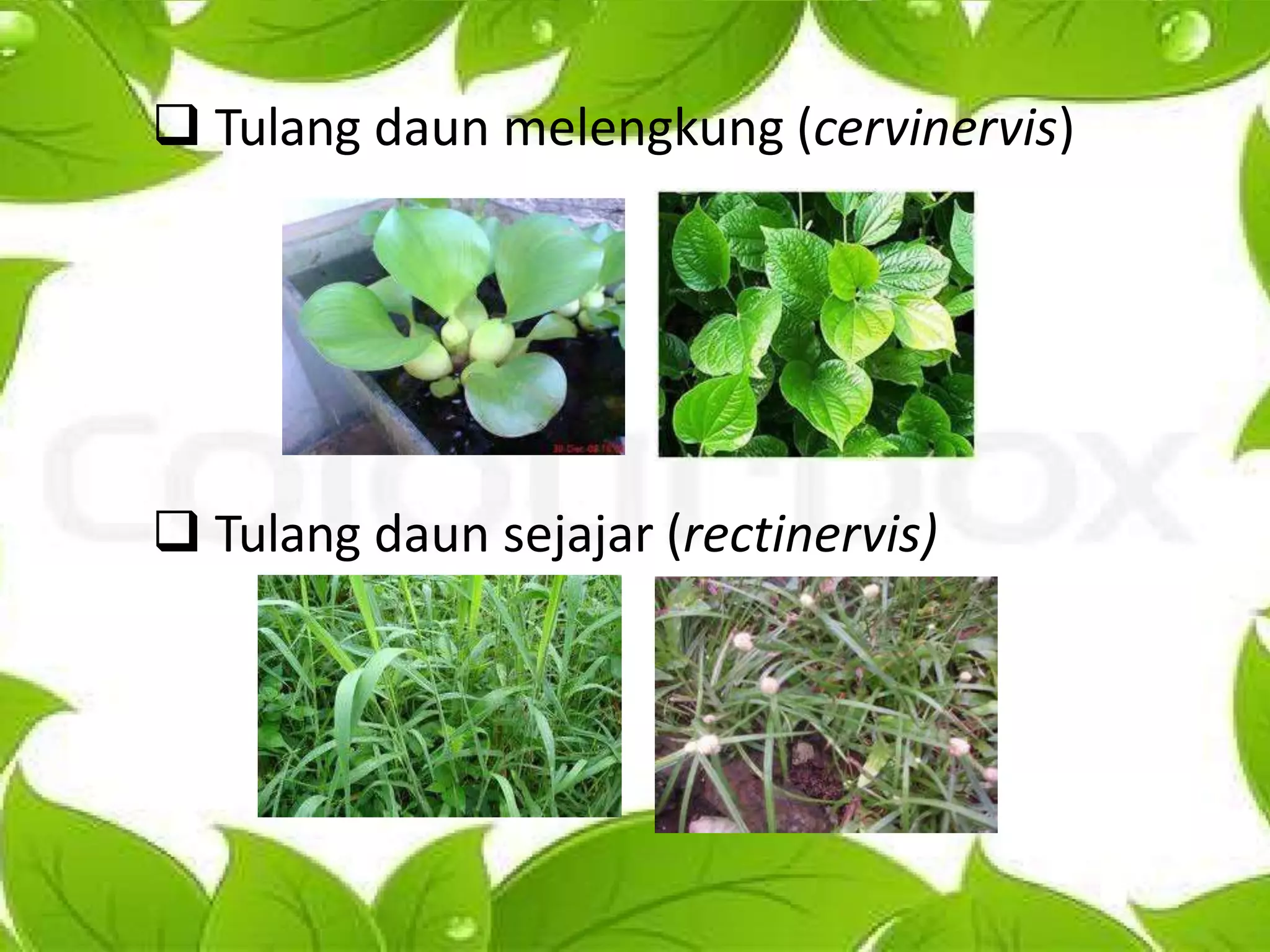 4 Morfologi Daun.pptx