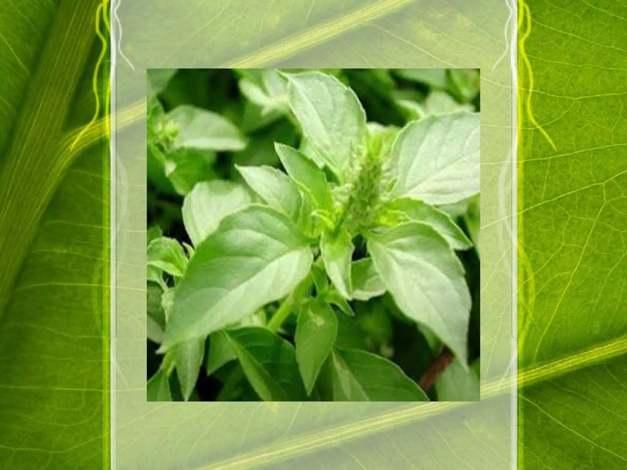 4 Morfologi Daun.pptx